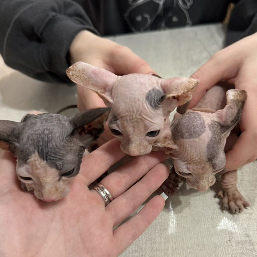 Котята Кандского сфинкса