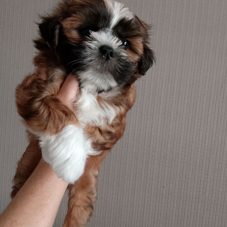 Мини шит-цу