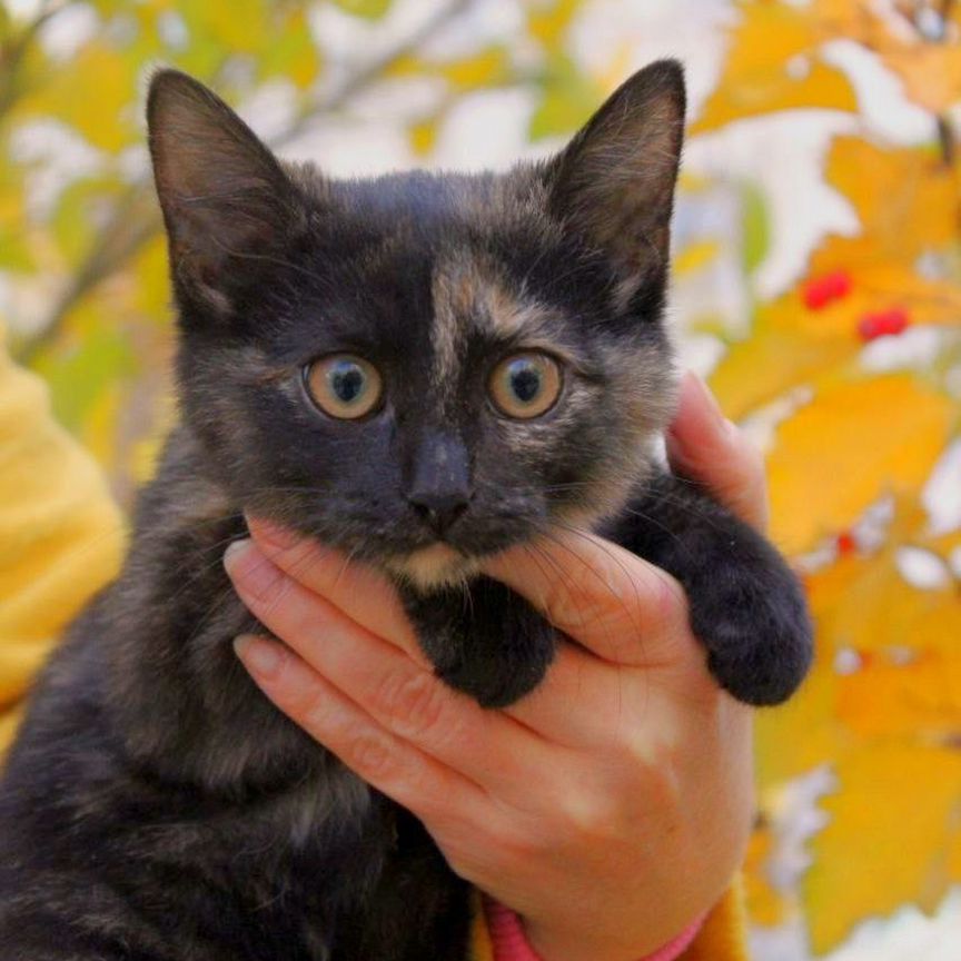 Нежный котенок Рябина в добрые руки