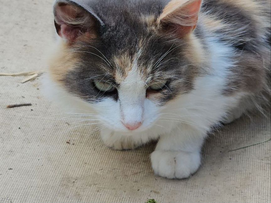 Кошка злая охрана участка