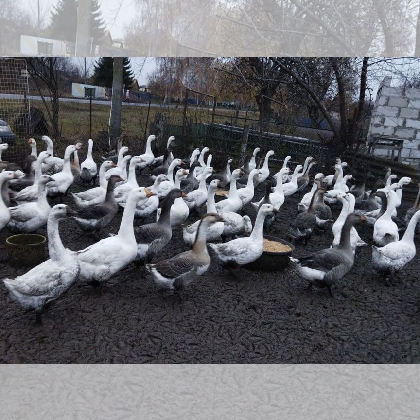 Продам домашнего гуся