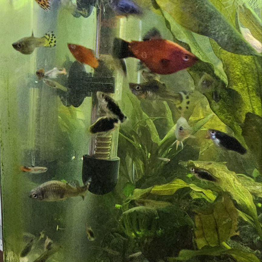 Аквариумные рыбки