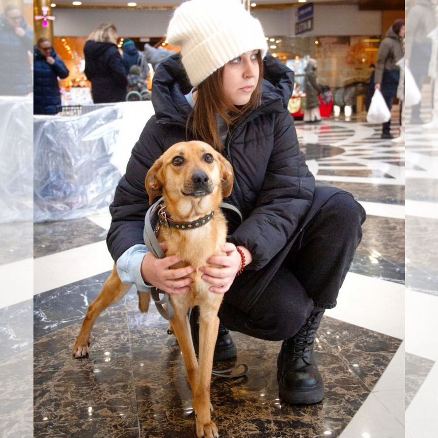 Милая собачка Мила ищет дом