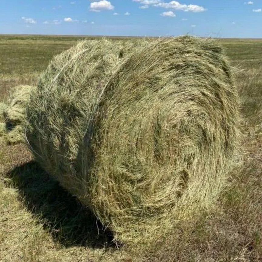 Сено в рулонах