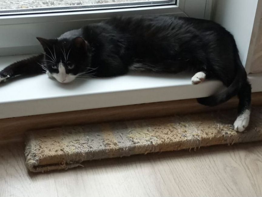 Молоденькая кошка