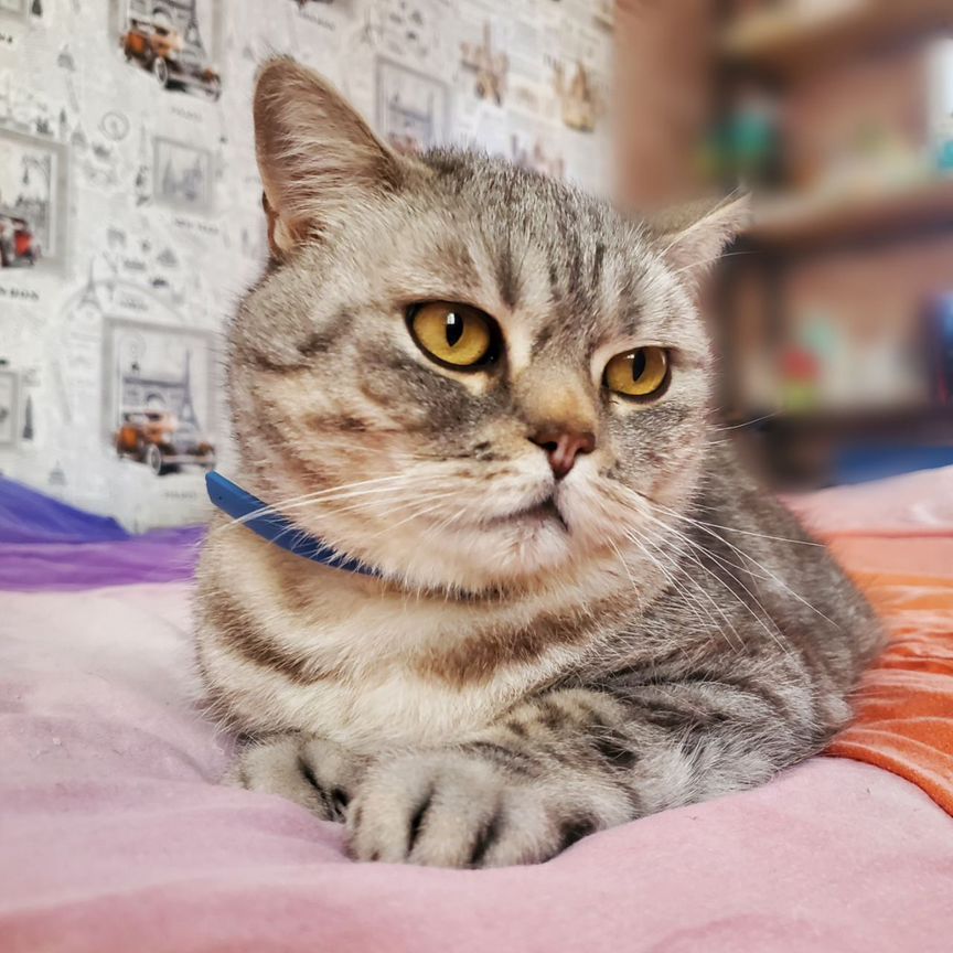 Бронь. В добрейшие ручки британца