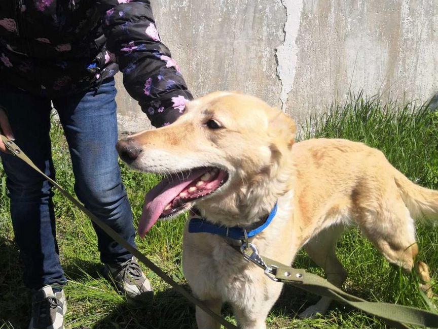 Отдам собаку в добрые руки