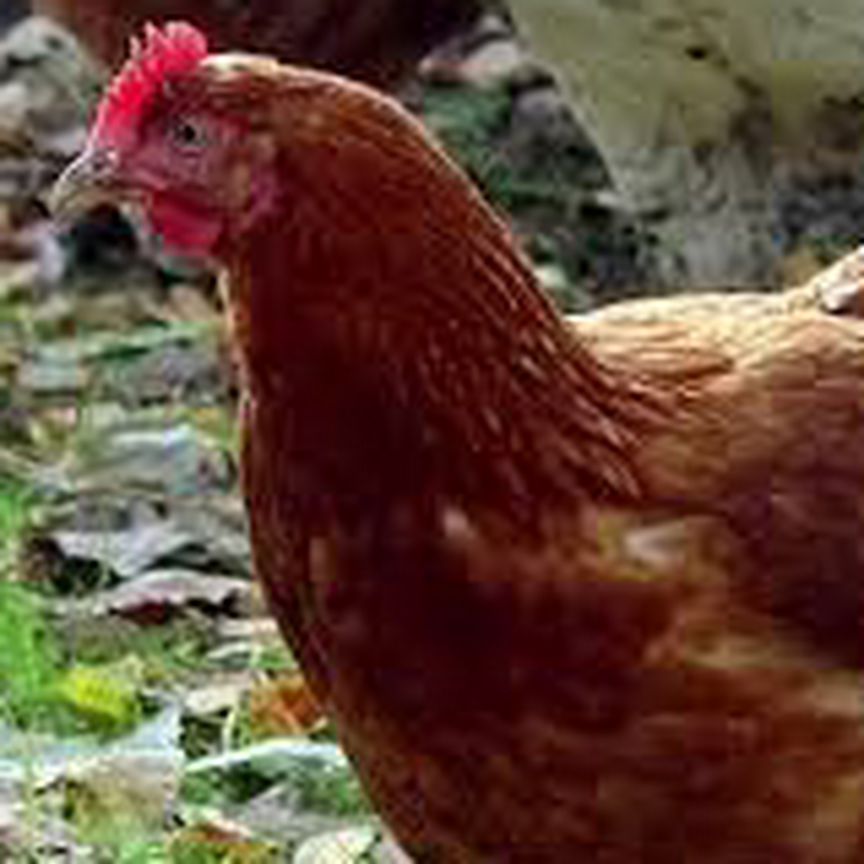 Куры несушки 10 мес (10 шт  1 в подарок)