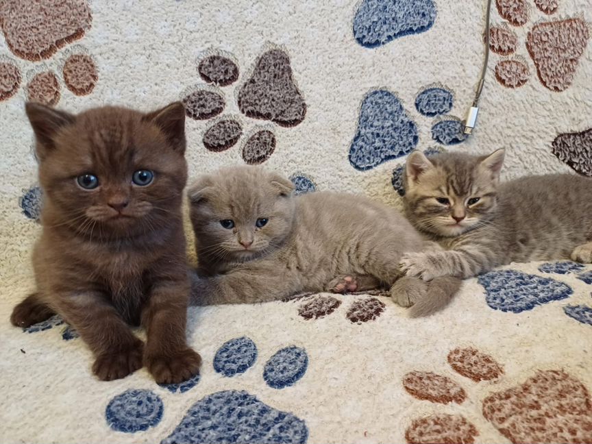 Шотландские котята