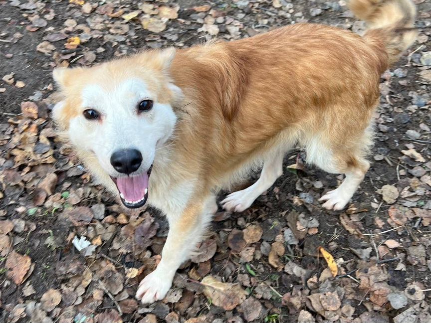 Золотистый кобель Жук 40 см в холке в добрые руки