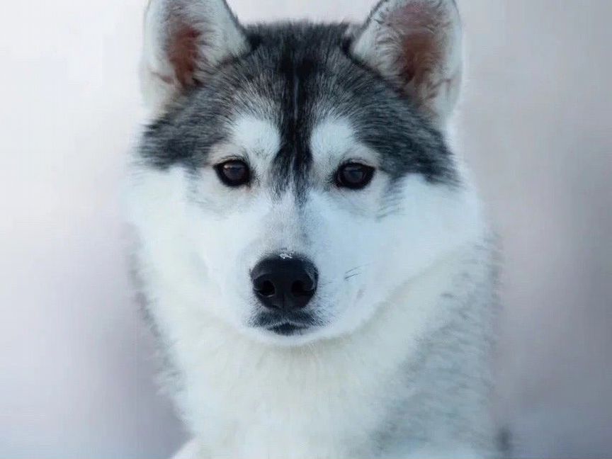 Юная приятная девочка Руби