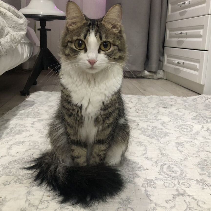 Сибирская, взрослая кошка