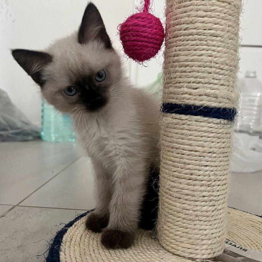 Продам тайского котенка