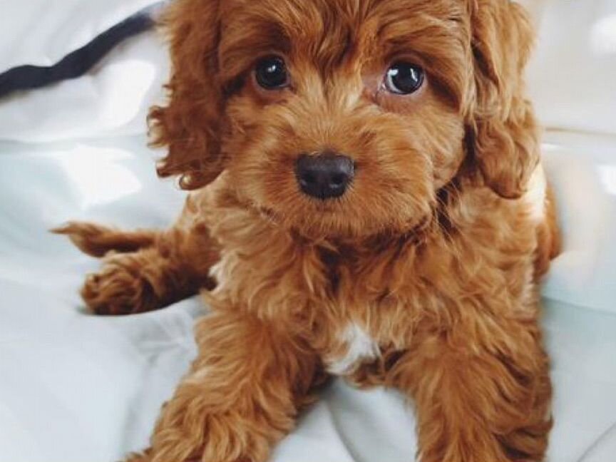 Мальтипу F1 baby face