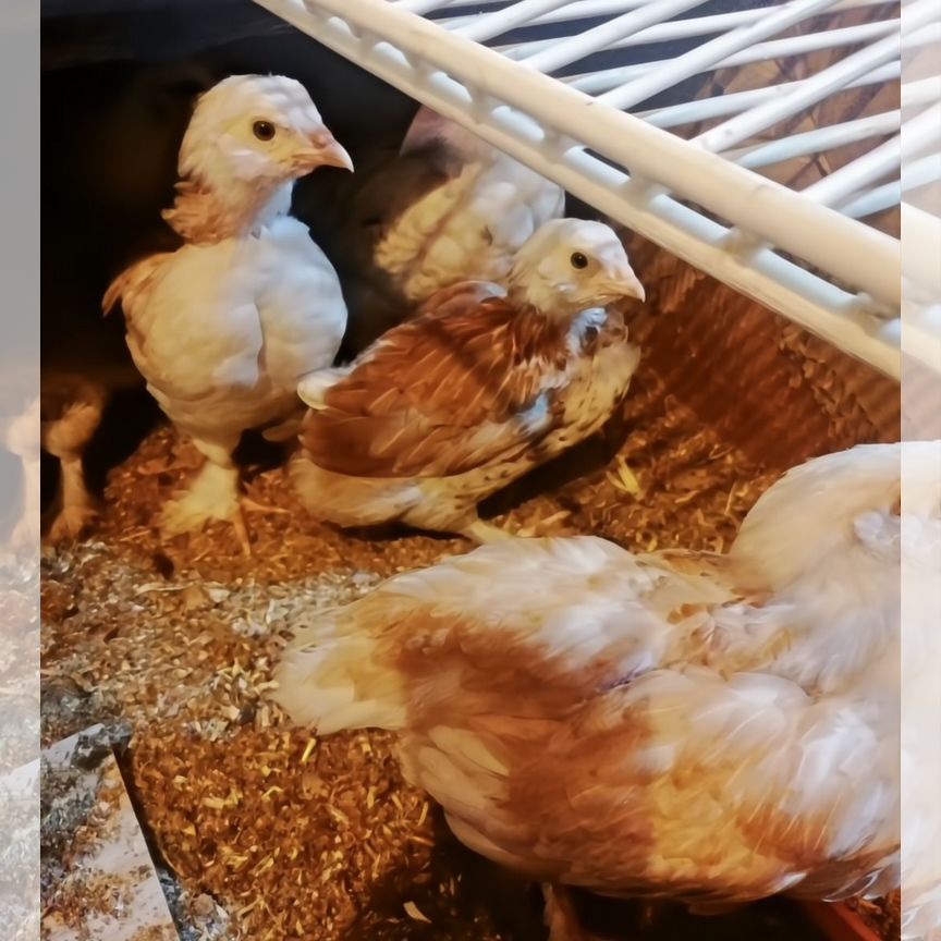 Куры молодки, мясояичные породы