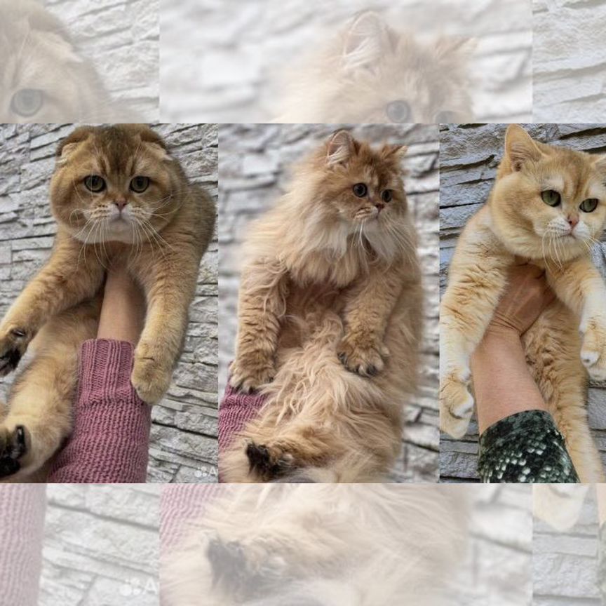 Котики прямоухие и вислоухие на вязку