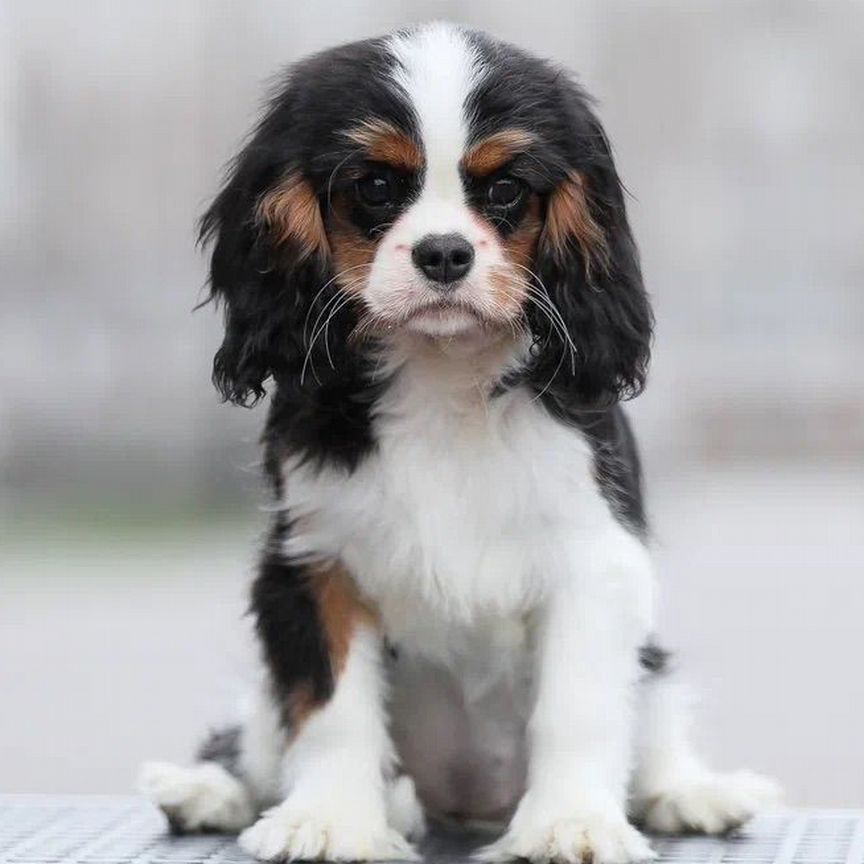 Кавалер кинг-чарльз-спаниель, щенок