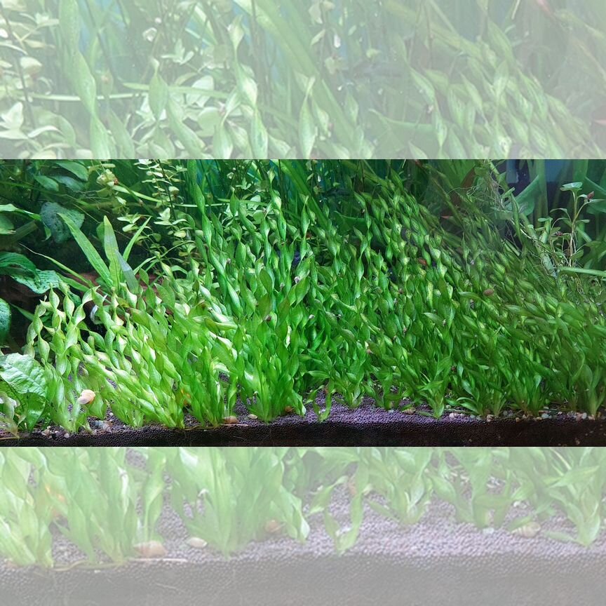 Валлиснерия спиральная