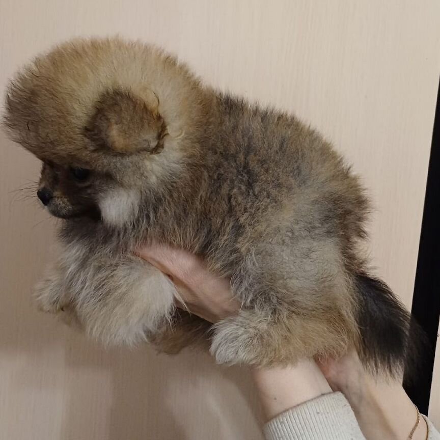 Померанский шпиц, щенок