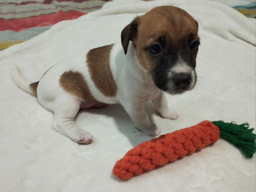 Милашки щенки джек рассел терьер