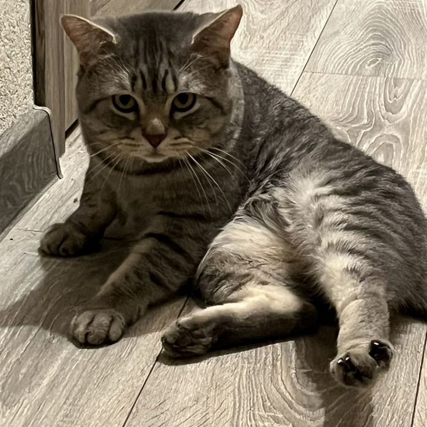 Шотландский кот
