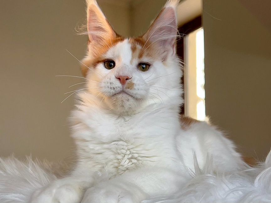 Мейн-кун котенок