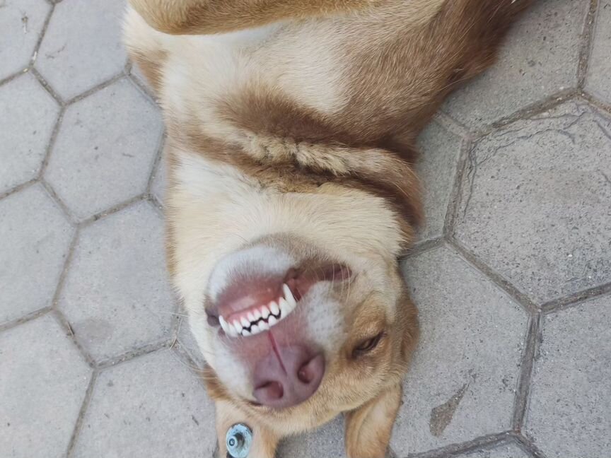 Собака -улыбака