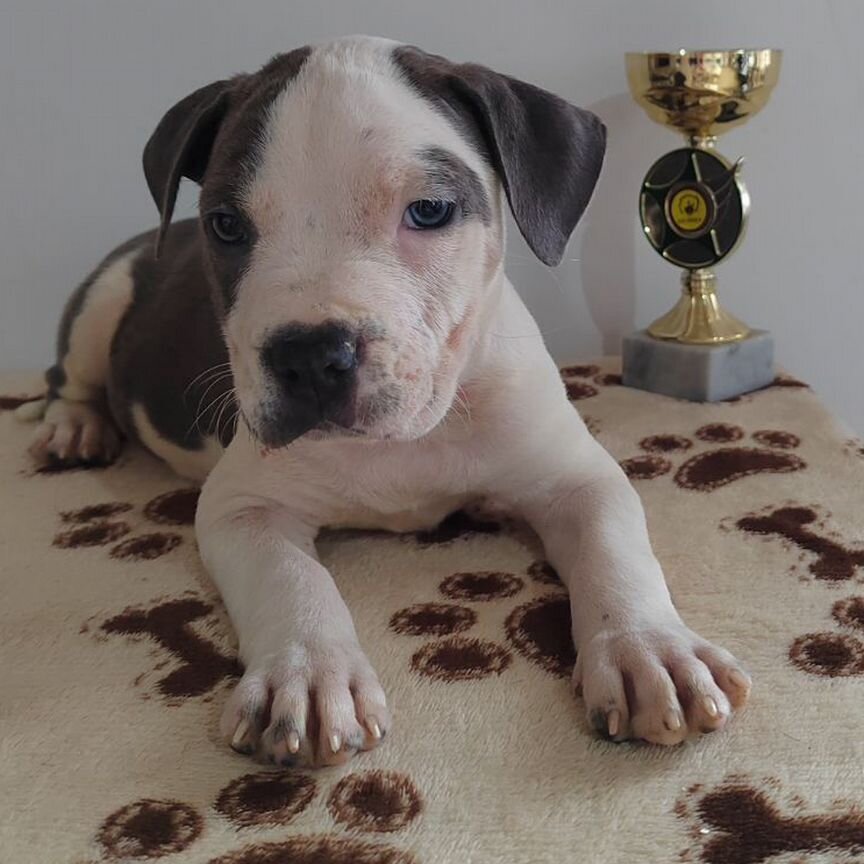 Кобель аст голубого окраса