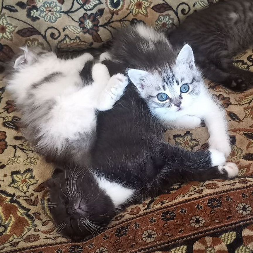 Котёнок в добрые руки