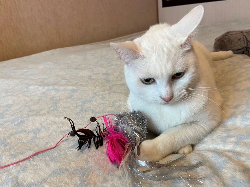 Котики бесплатно в добрые руки