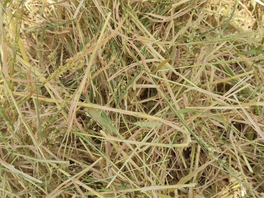 Сено в тюках