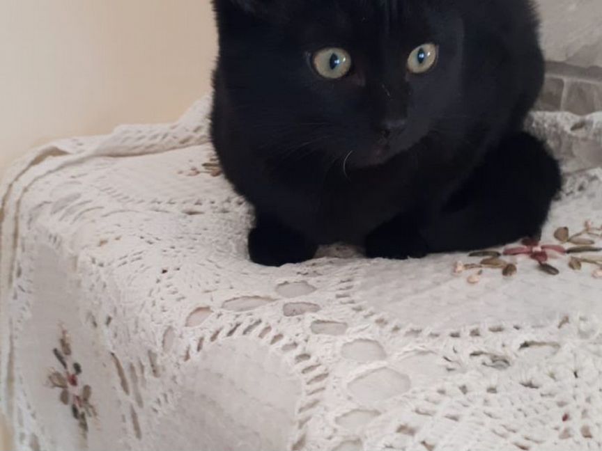 Котик Черныш в добрые руки