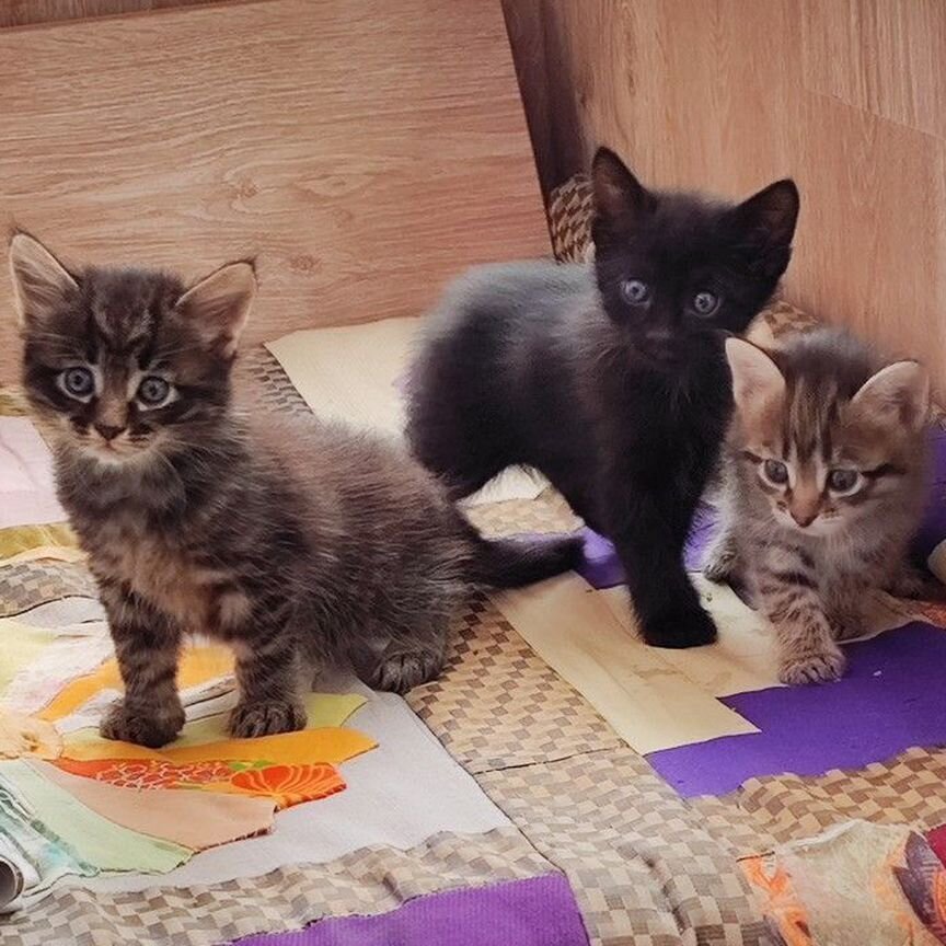 Котята в добрые руки