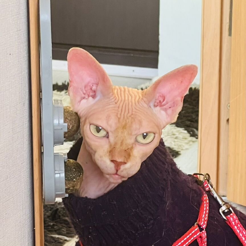 Котик 1 годик сфинкс