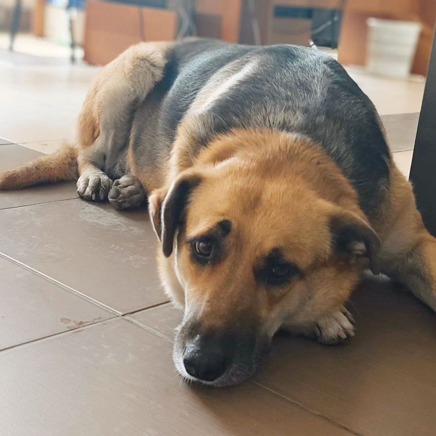 Собака в добрые руки