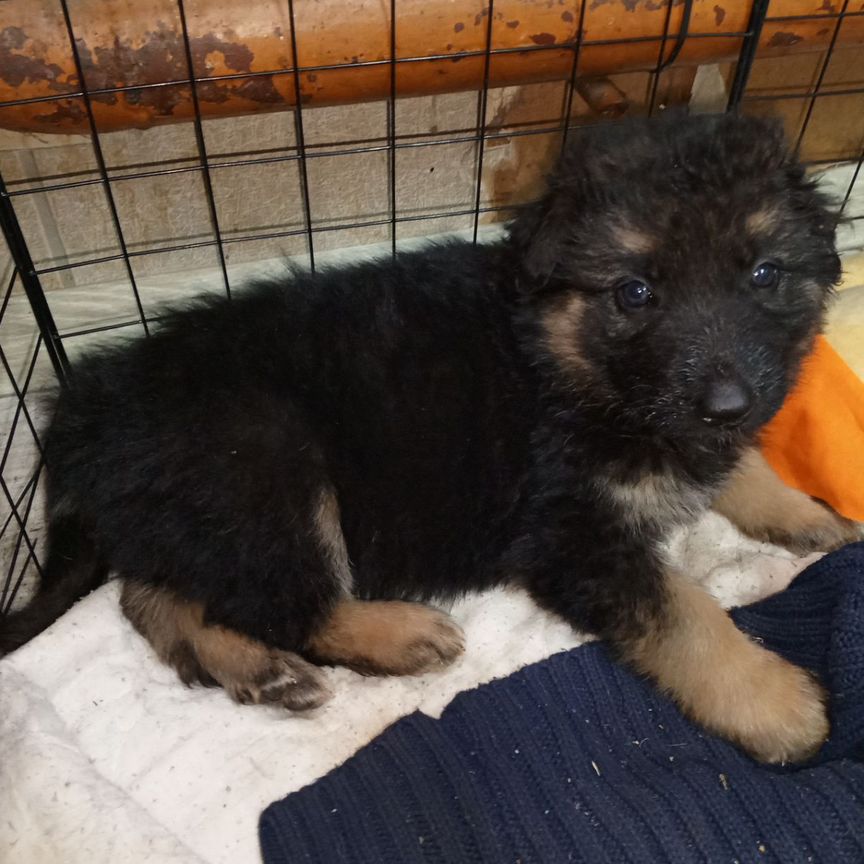 Продаются щенки немецкой овчарки