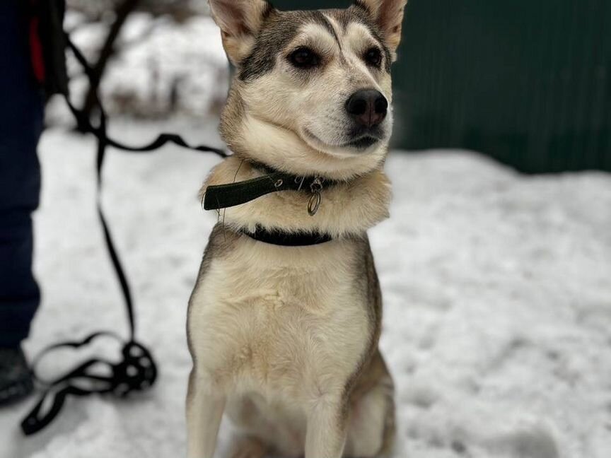 Лайка Леся в семью