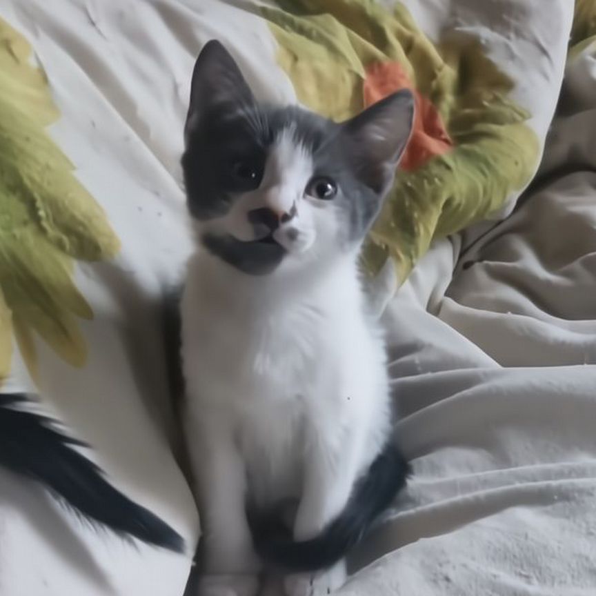 Котёнок в добрые руки