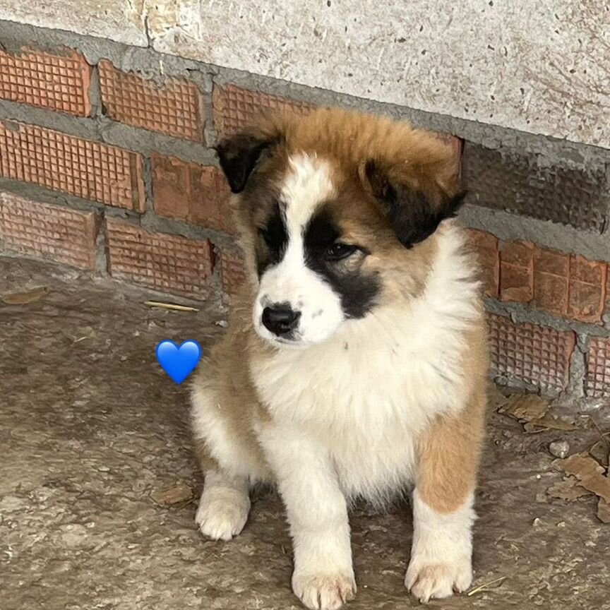 Щенки в добрые руки