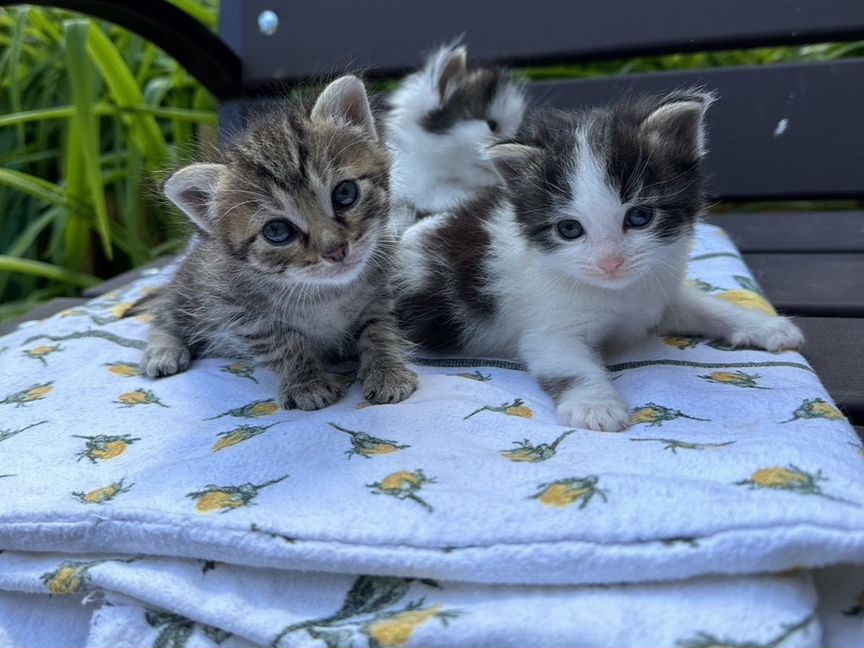Котята в добрые руки