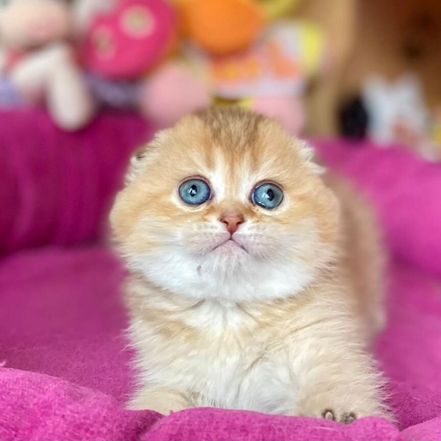 Шотландская вислоухая девочка