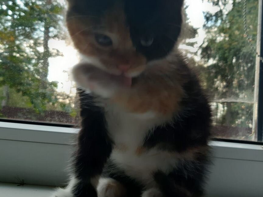 Котенок в добрые руки