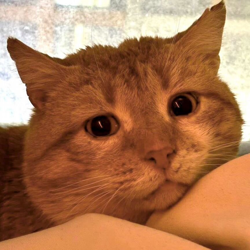 Взрослый кот в добрые руки