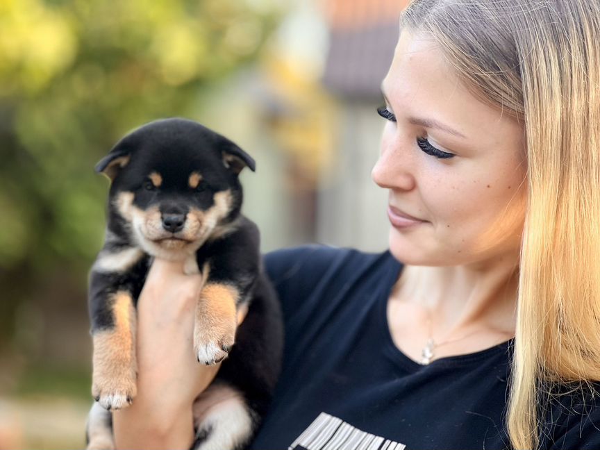 Щенки сиба шиба ину питомник