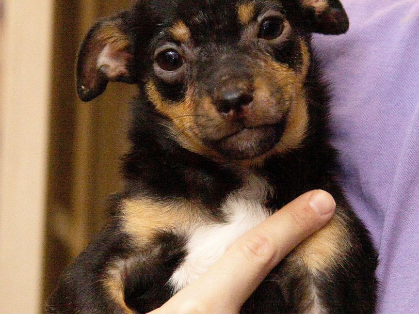 Щенок в добрые руки маленькой собаки