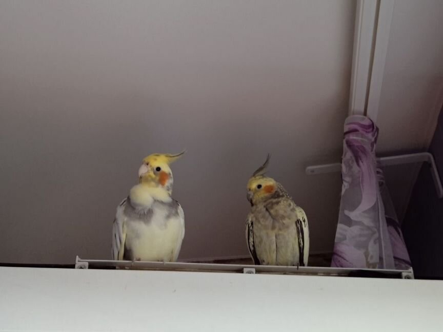 Коррелы пара