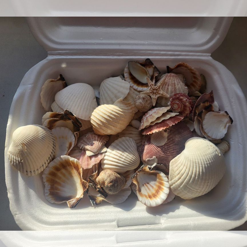 Морские ракушки для аквариума