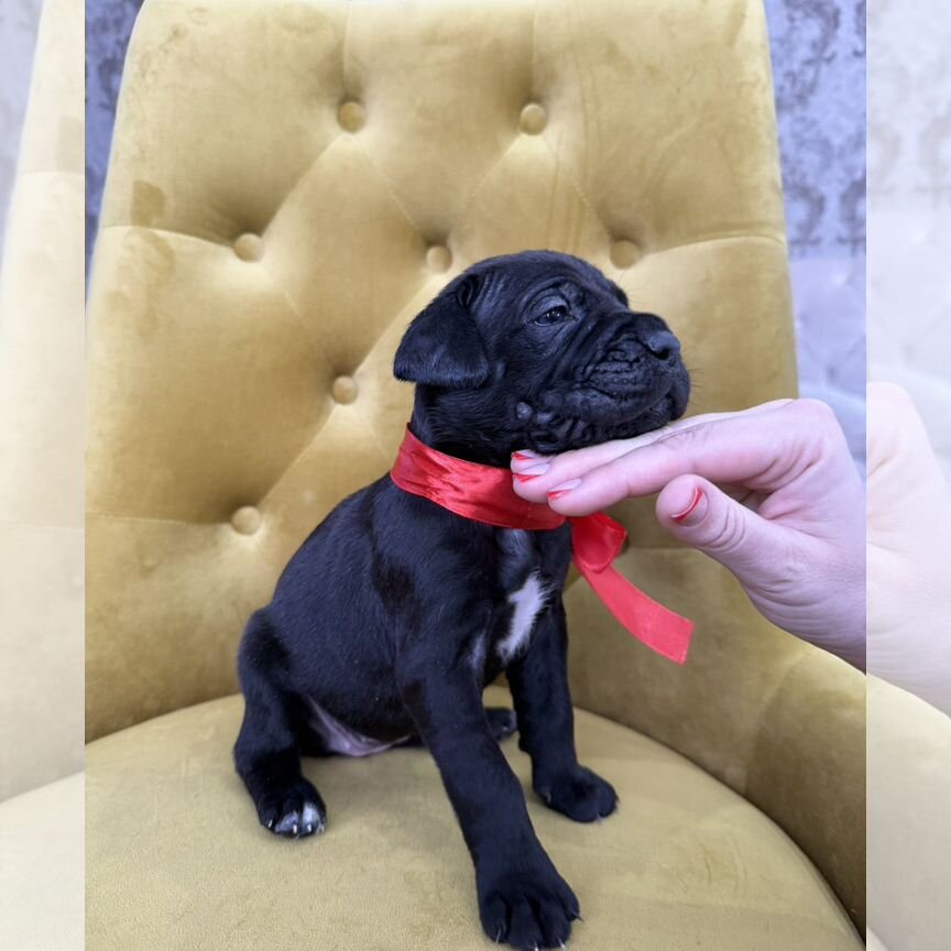 Кане-корсо, щенок