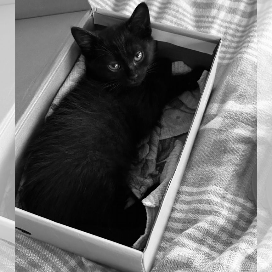 Котёнок в добрые руки