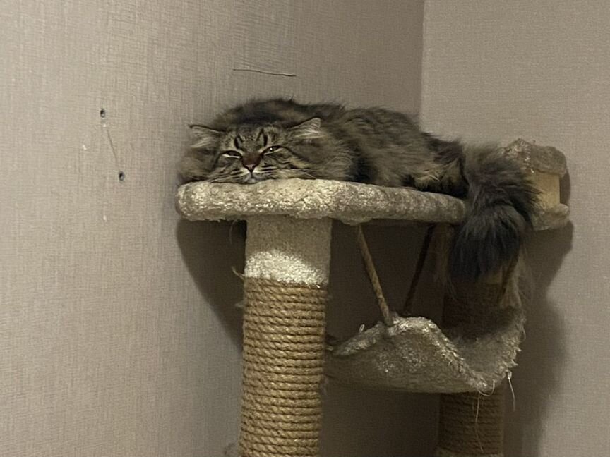 Коты